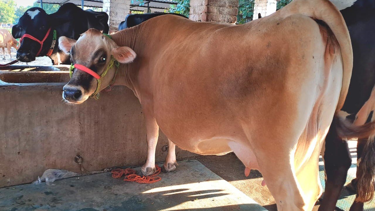 #festival Special 5HF(C.B.)&1💎💎Jarshi @Just 65000Average Price ...