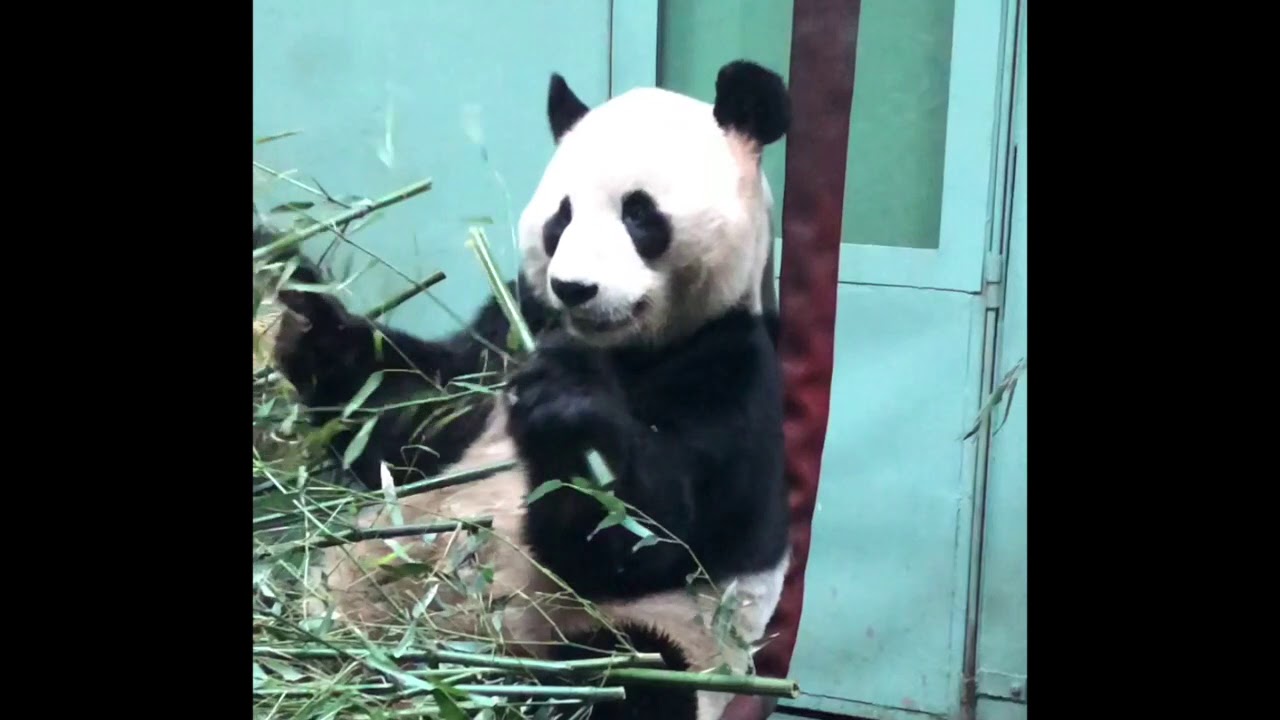 Panda eating a carrot. - YouTube