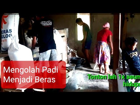 how to grind rice into rice (tradisional) - YouTube