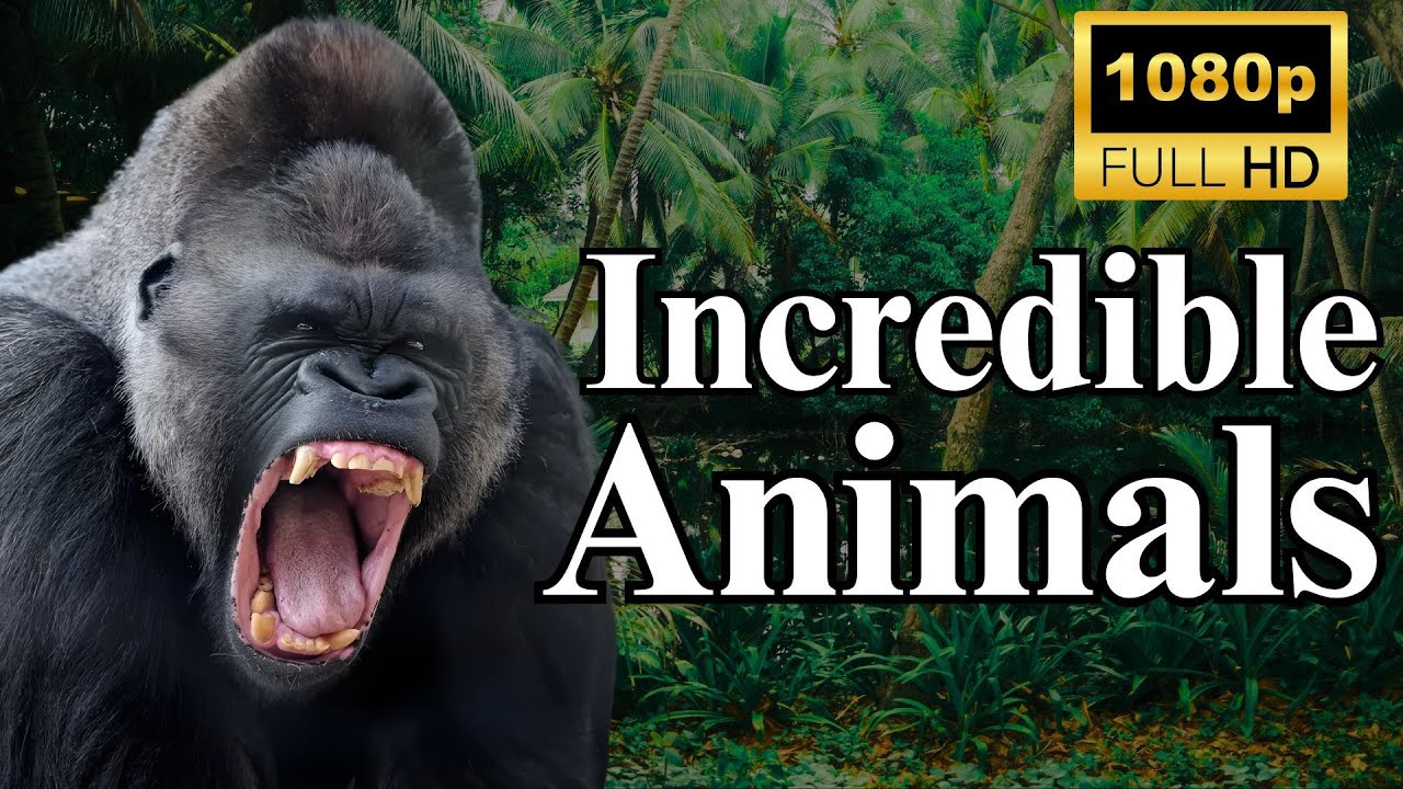 Adorable & Cute Animals Moments | Funny Wild Animal Scenes - YouTube