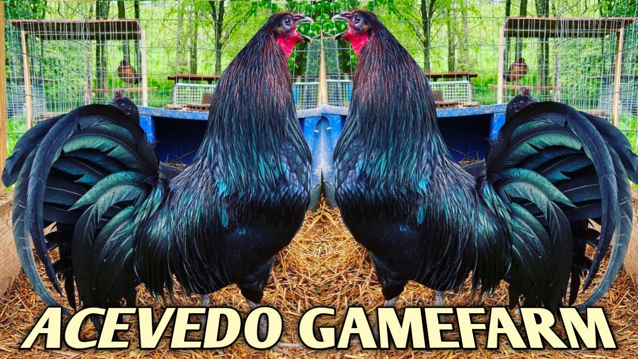 Walter Hall Mugs - ACEVEDO FARM - YouTube