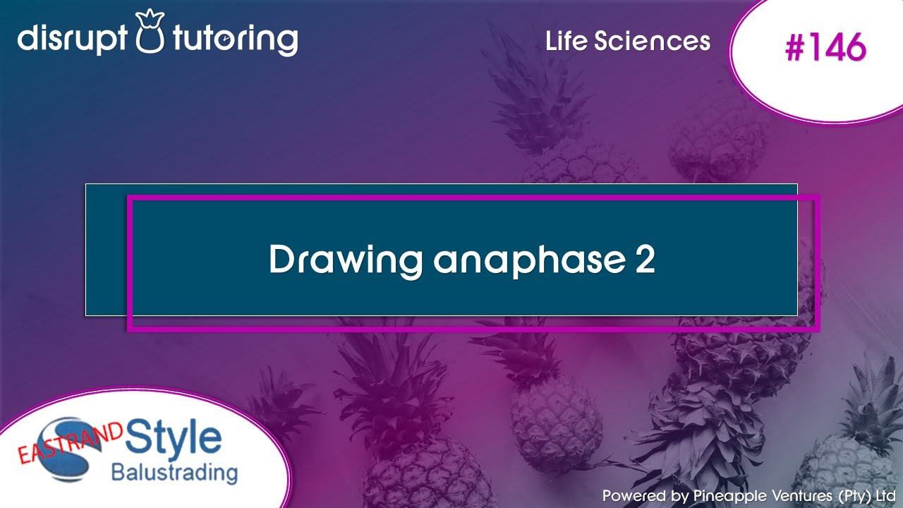 #146 Drawing anaphase 2 - YouTube