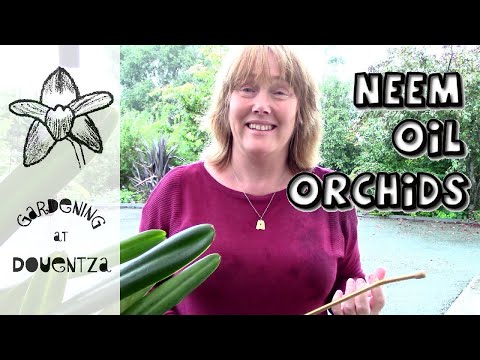 How To Use Neem Oilfor Scale On Orchids