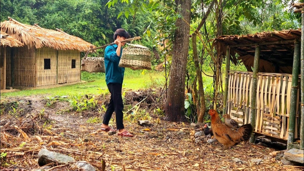 How to build a chicken coop with bamboo in 2022, Forest life | Ep 31 ...