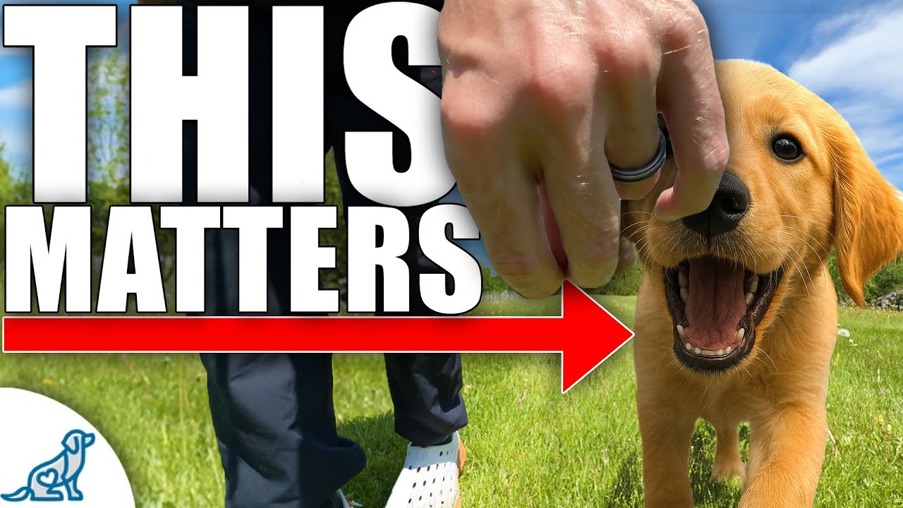 How To Teach Your Dog To Walk Like A Pro! - YouTube