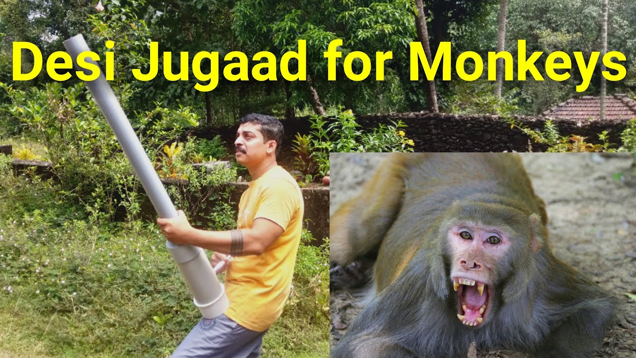 Harmless Air Gun for Monkeys to Protect Farming Land. - YouTube