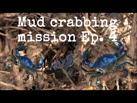 Mud crabbing mission Ep. 4 - YouTube