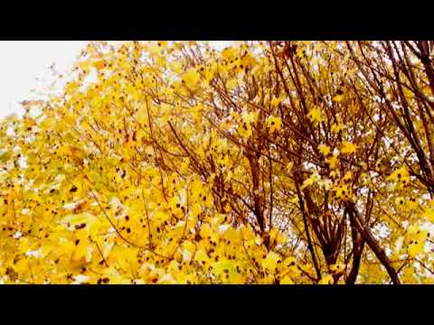 Rustling sound of trees - YouTube