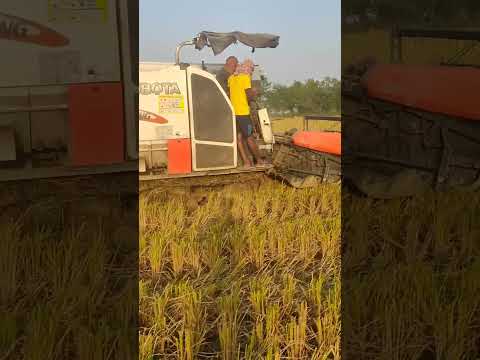 paddy cutting machine in a short time ,,havey , harvesting - YouTube