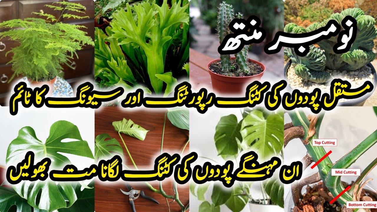 How To Grow Permanent Plants From Cuttings/Best house plants repotting ...