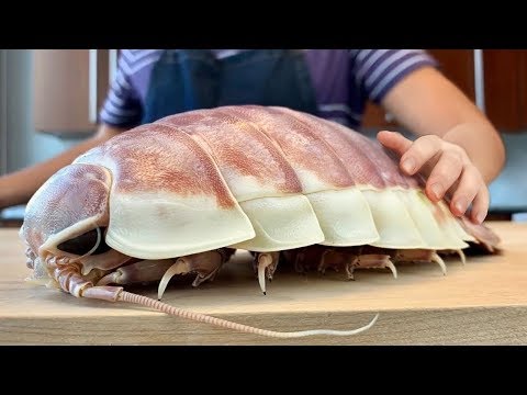 Bilmeniz Gereken 8 İnanılmaz Hayvan