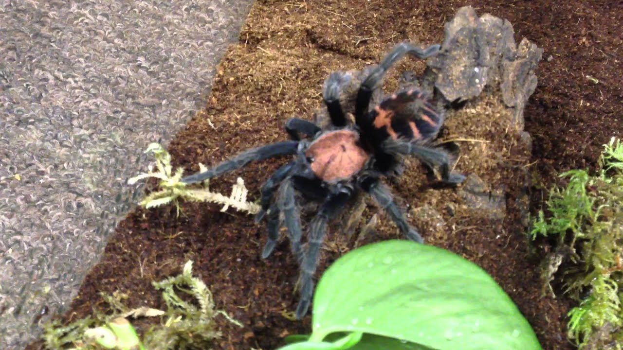 Cyclosternum fasciatum Rehousing Costa Rican Tiger Rump - YouTube