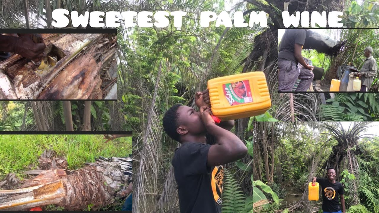 How Palm wine is made in Ghana 🇬🇭-African Favourite beverage - YouTube