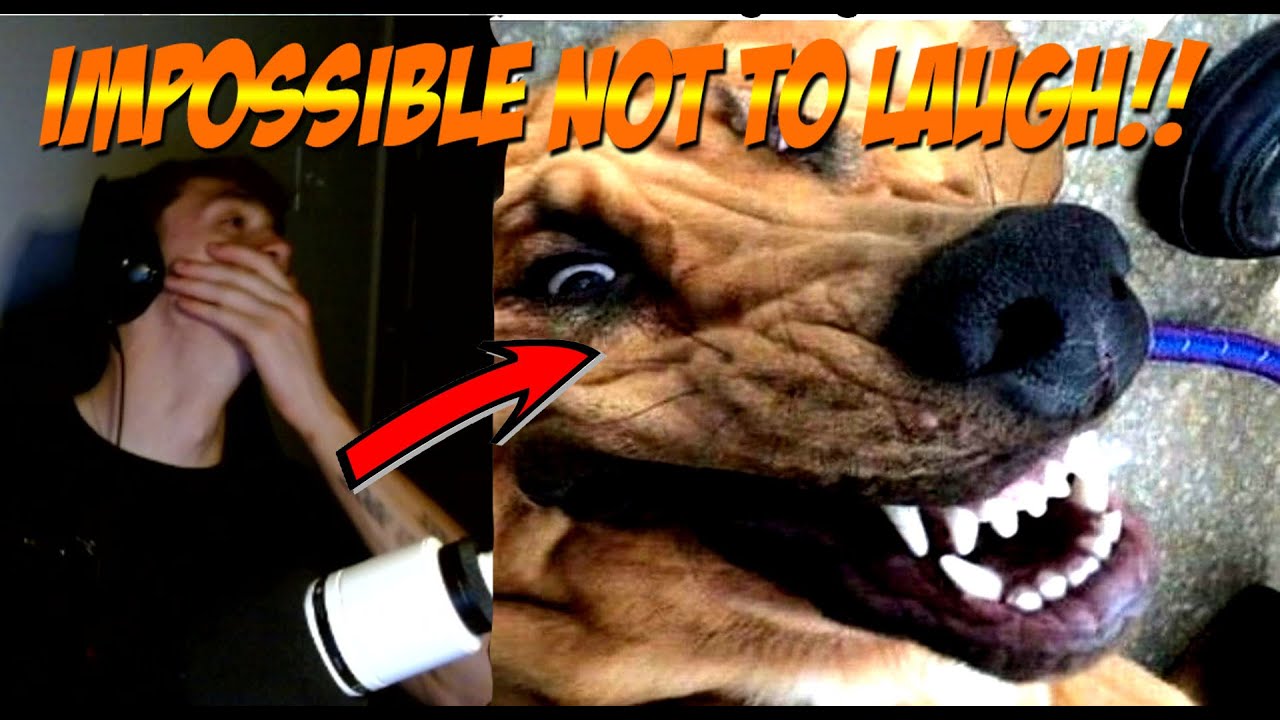 LAUGHING SO HARD IT HURTS!!! - Try Not To Laugh # 2 - YouTube