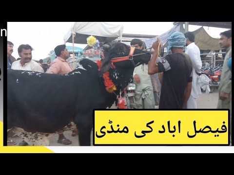 faisalabad ke mandi |namo wala mandi | vlog daly vlog,|pakista vlog ...