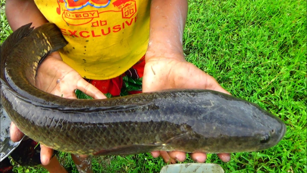 Amazing Boy Catching Big Giant Fish In Mud Water | Hand Fishing For ...