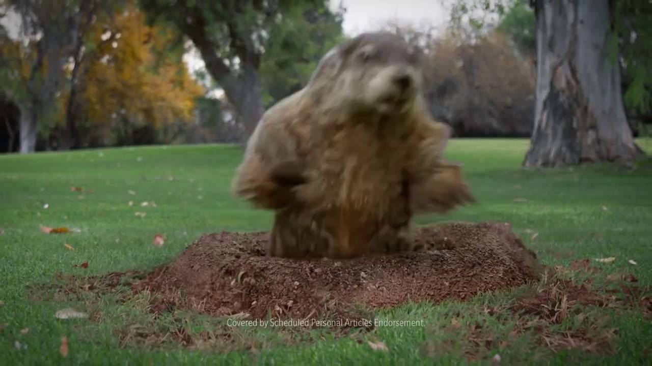 Hall of Claims Romantic Rodent YouTube 720p - YouTube