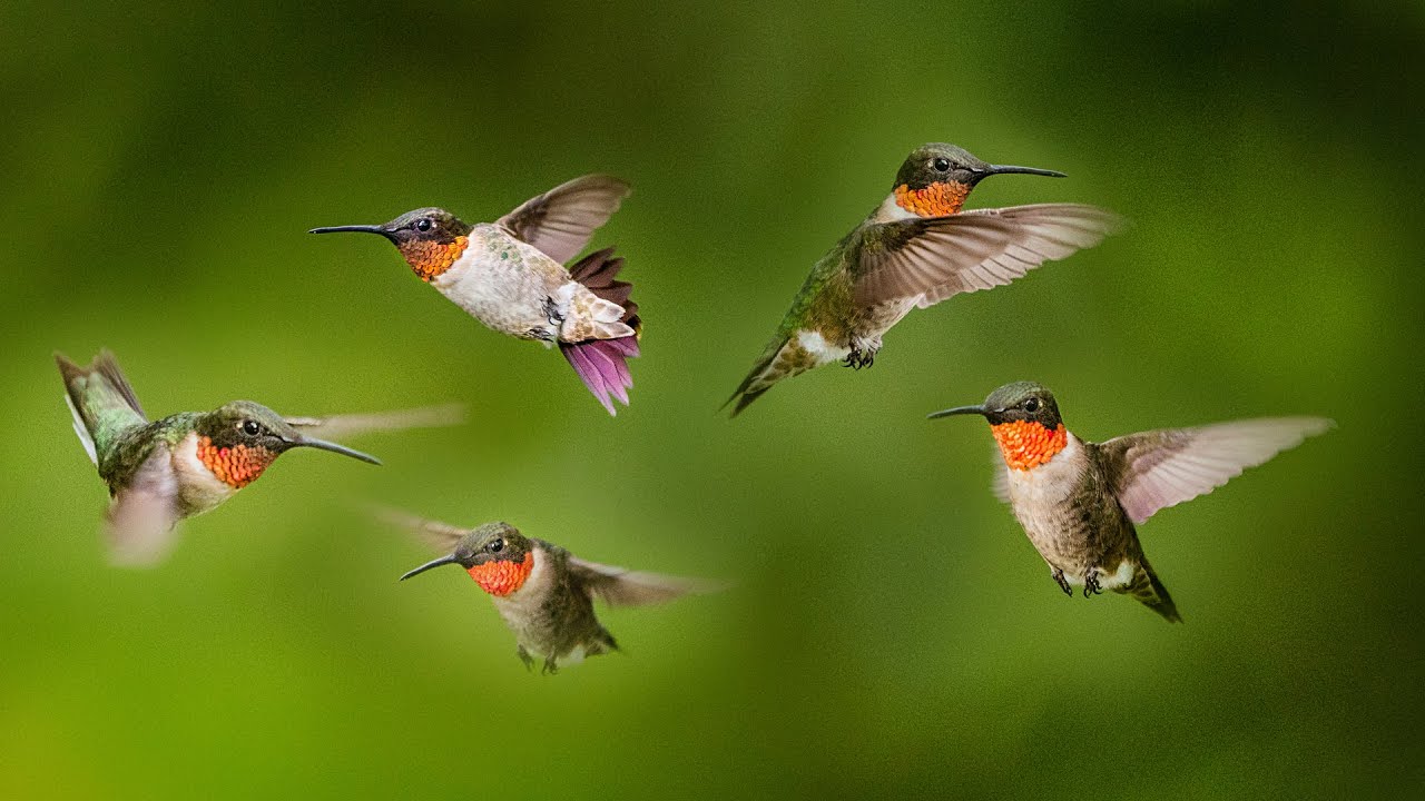 Macro Nature III - YouTube