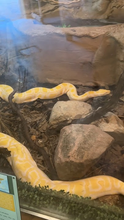 Pythons and Tigers and Zebras, Oh My! #zoo #zooanimals #seaanimals # ...