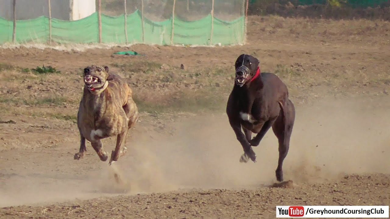 greyhound running 2025 | dog race in punjab | drag racing - YouTube