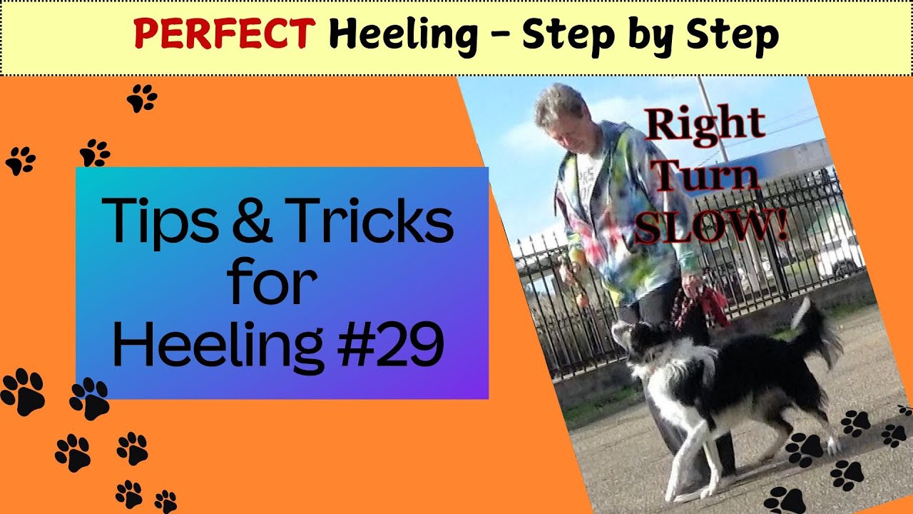 29 - Right Turn Slow Intro - Perfect Heeling Step By Step -- Training ...