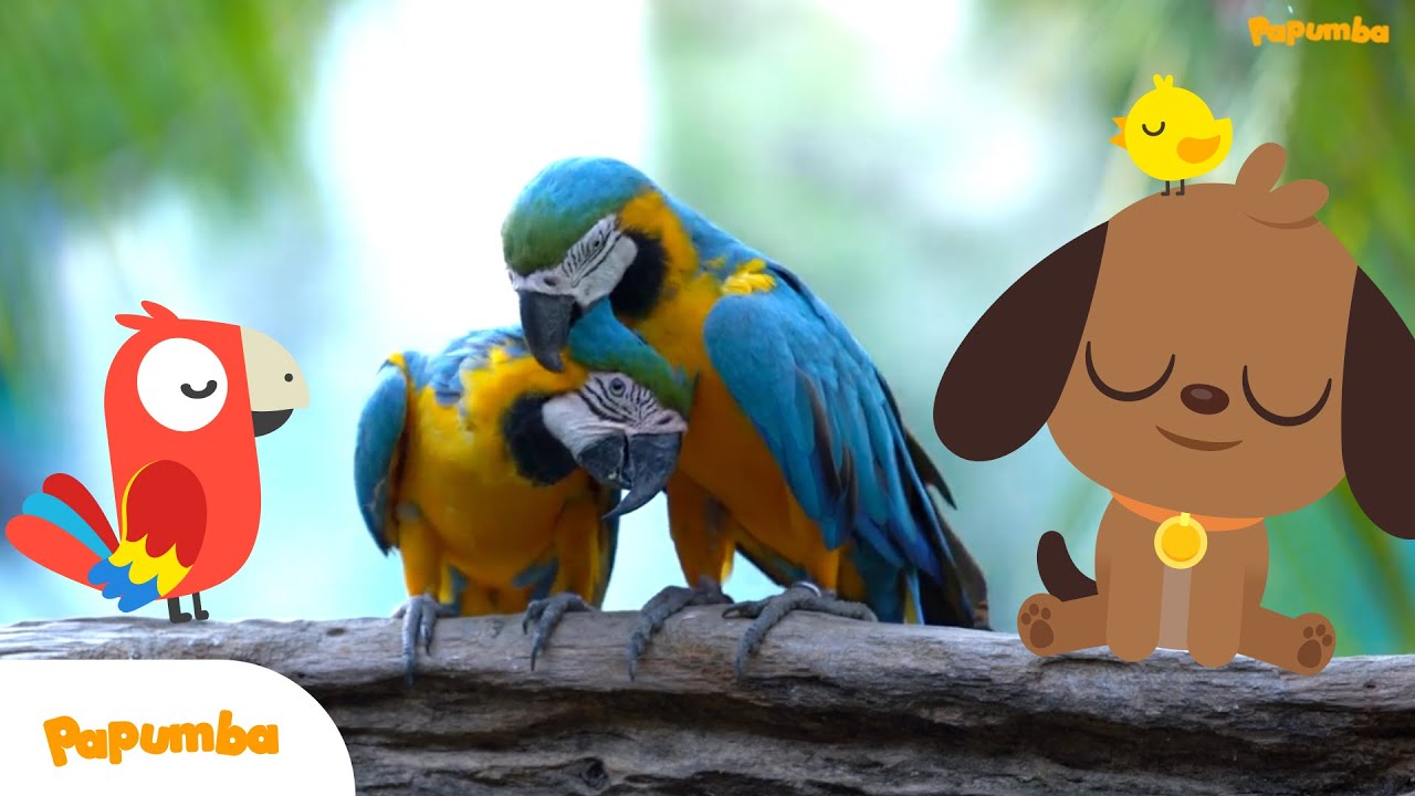 LOVELY BIRDS SINGING AND FLYING 🦜🐥 | Learning videos for kids | Papumba ...