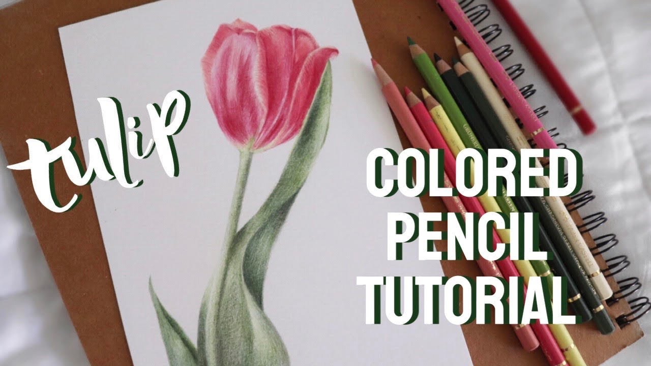 HOW TO DRAW A TULIP WITH COLORED PENCIL | Realistic Flower Colored ...
