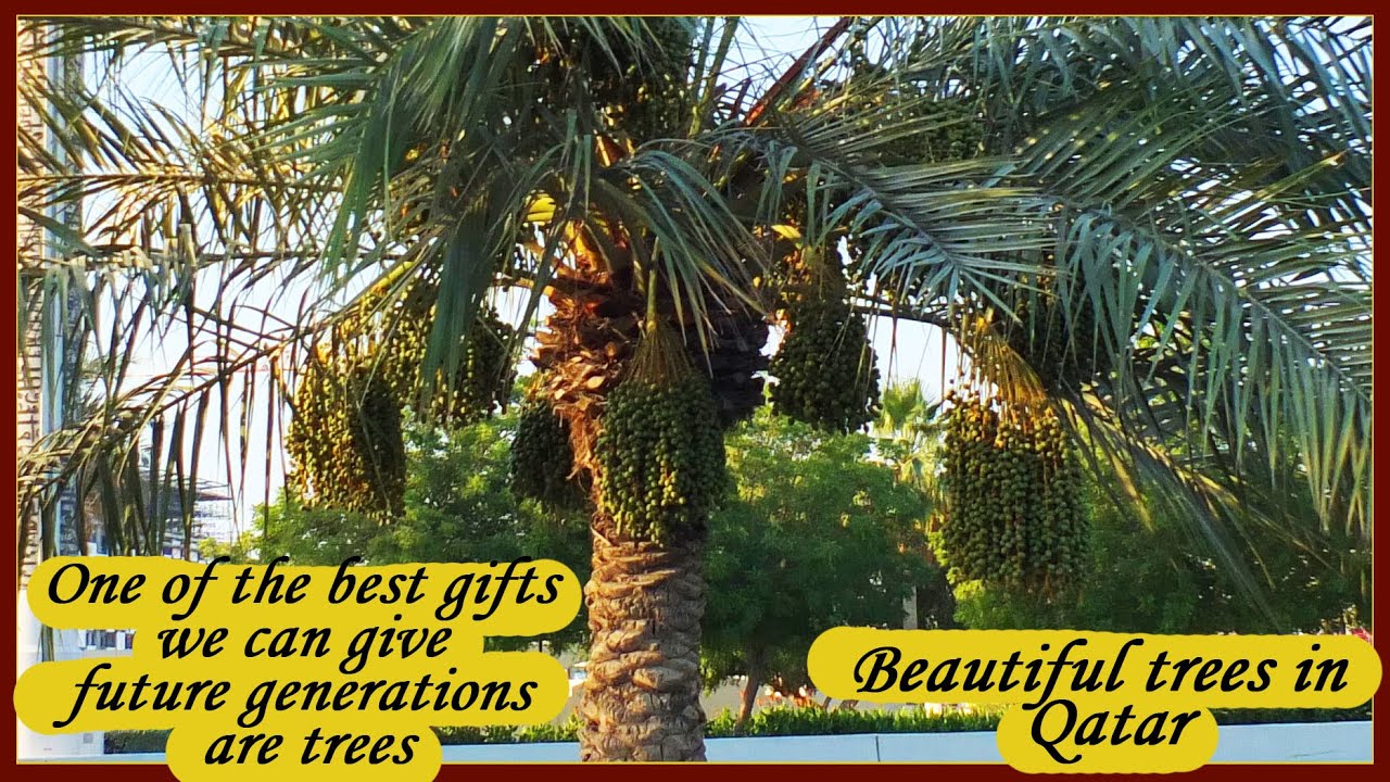 Beautiful Trees in Qatar - YouTube