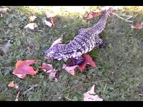 Pitbull attacks tegu lizard - YouTube