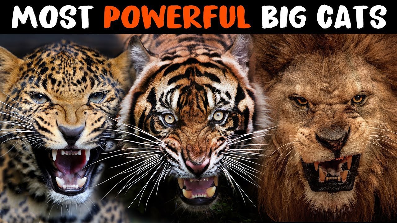 10 Most Powerful Wild Cats on Earth - YouTube