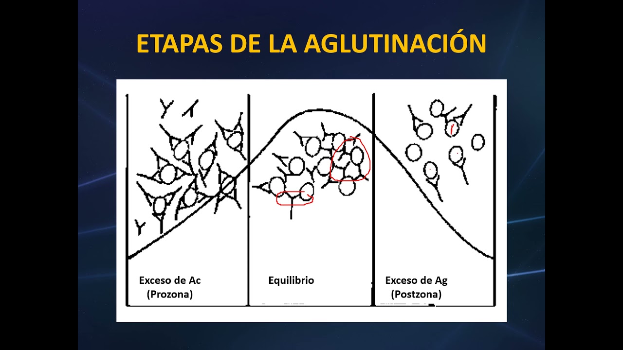 ETAPAS DE LA AGLUTINACIÓN - YouTube