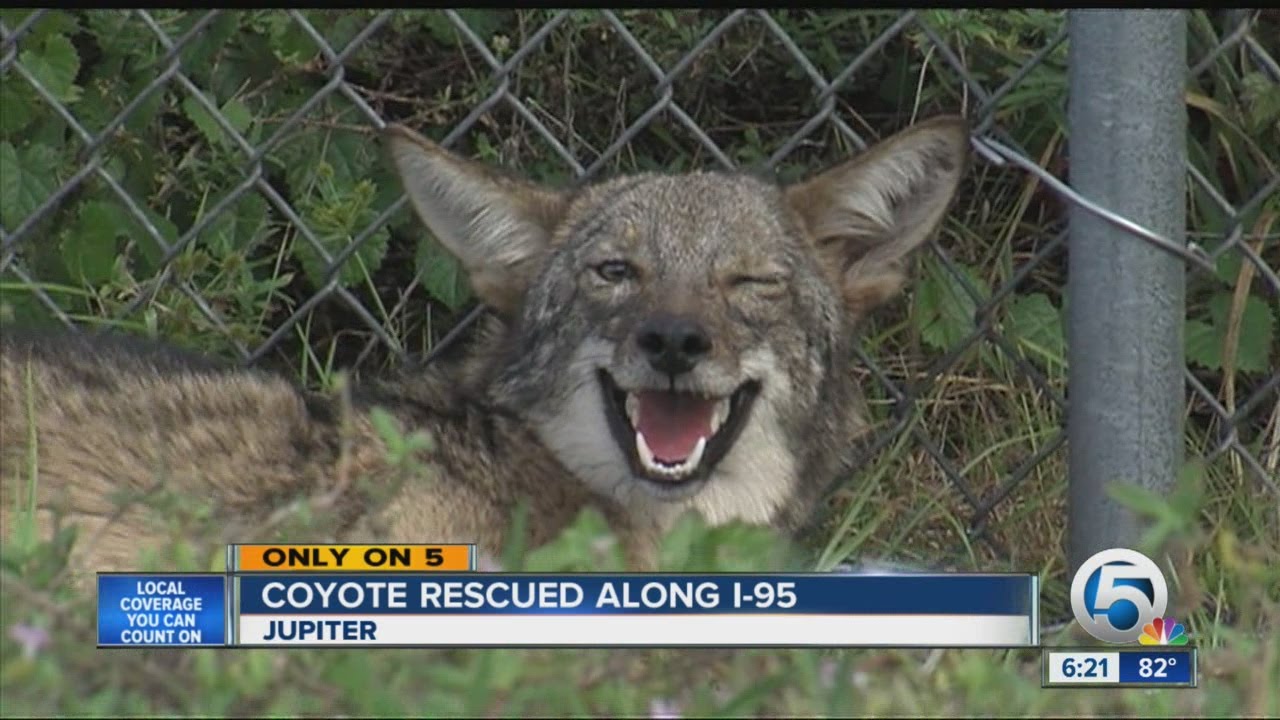 Injured coyote found on side of a road - YouTube
