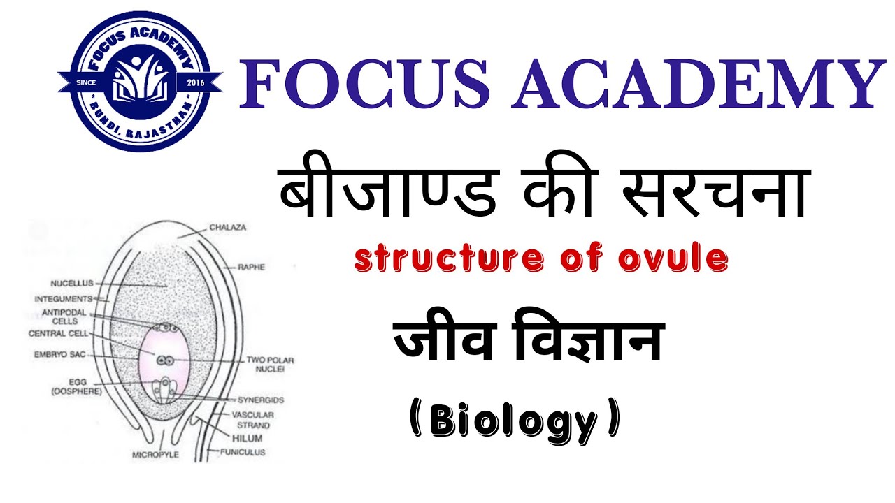 Structure of Ovule(| बीजाण्ड की सरंचना)| Bio. class 12 | FOCUS ACADEMY ...