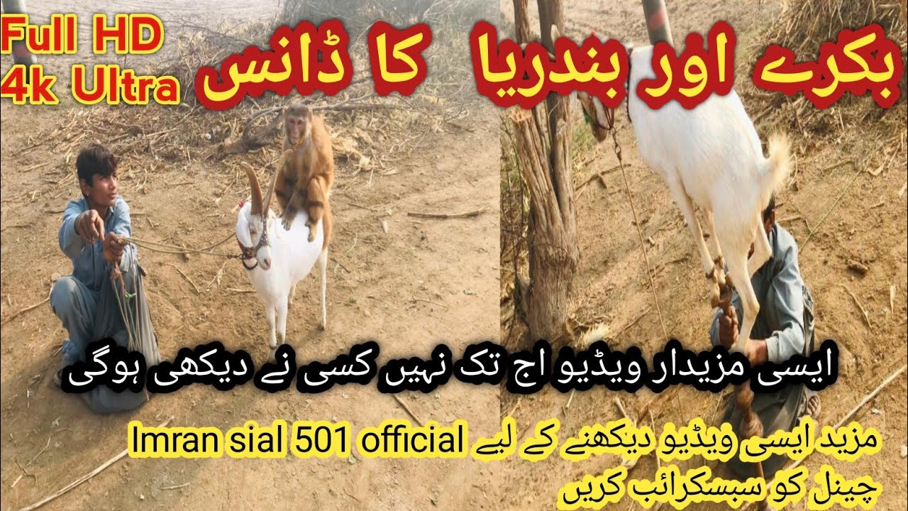 Got And Monkey Dance Imran Sial 501 Official Pakistani village life 501 ...