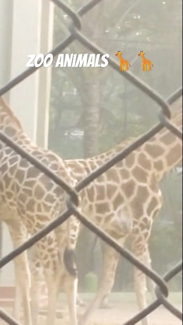 ZOO ANIMALS #short #youtubeshorts #zoo - YouTube