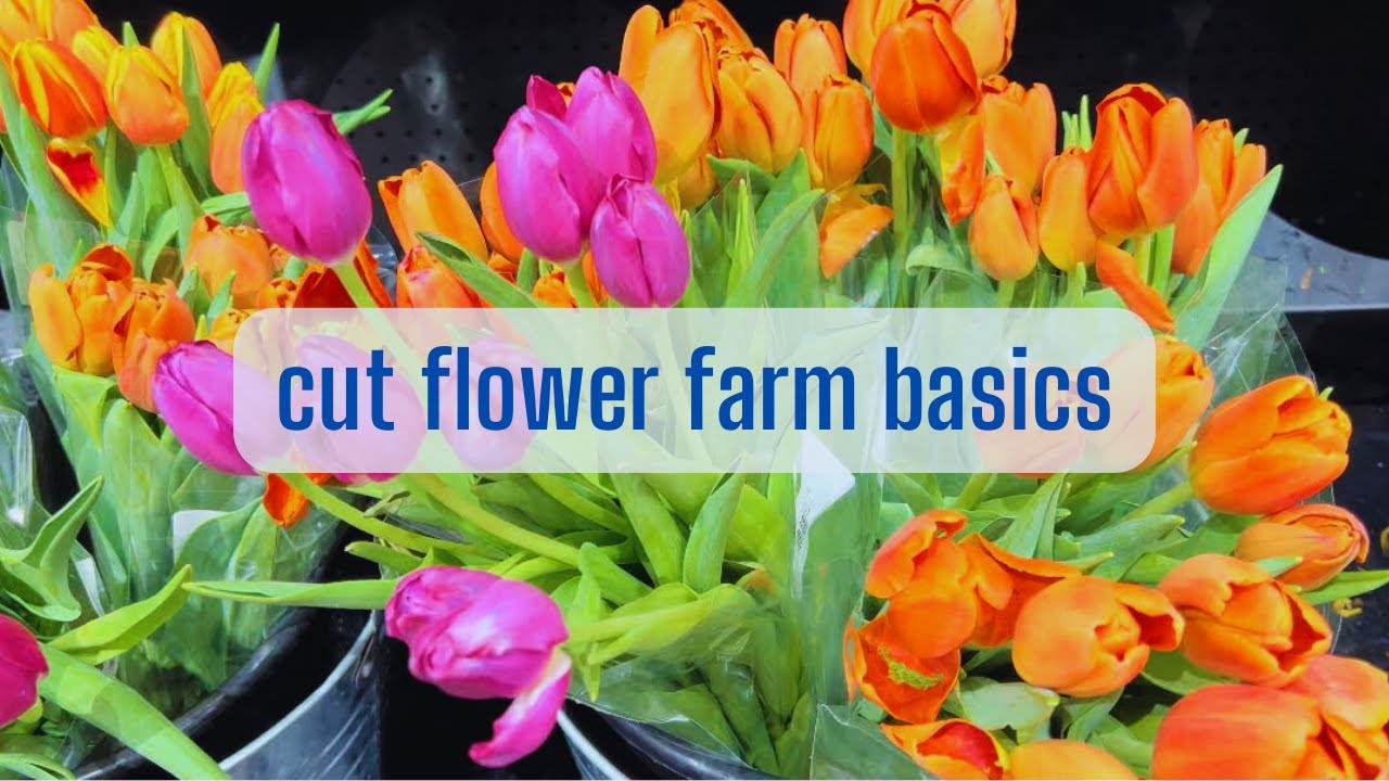 Cut flower Farming: Planning before you start/Beginners Guide/10 tips ...
