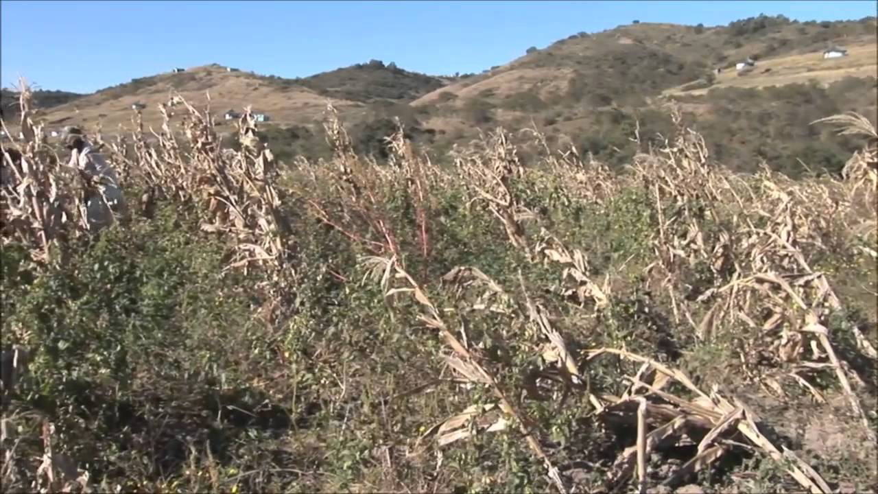 Farmers' Clubs in Elliotdale - YouTube