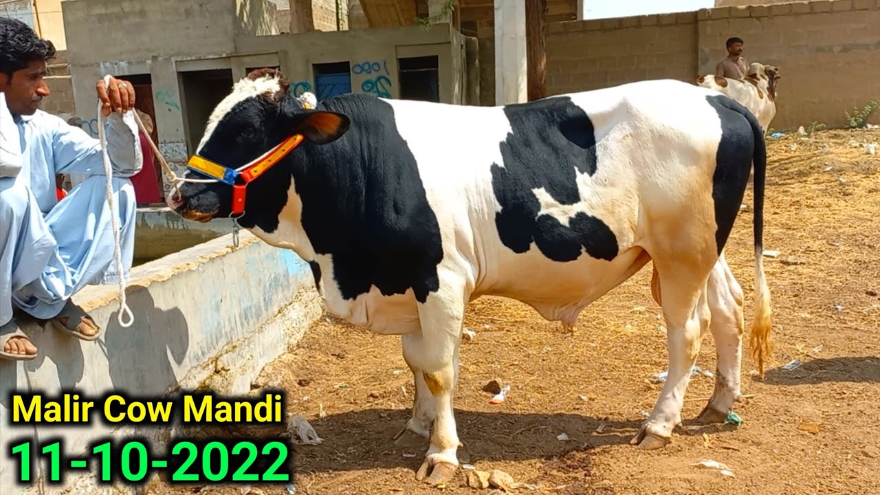 Malir Cow Mandi Karachi Cattle Rates 11-10-2022 | Cow Mandi 2023 - YouTube