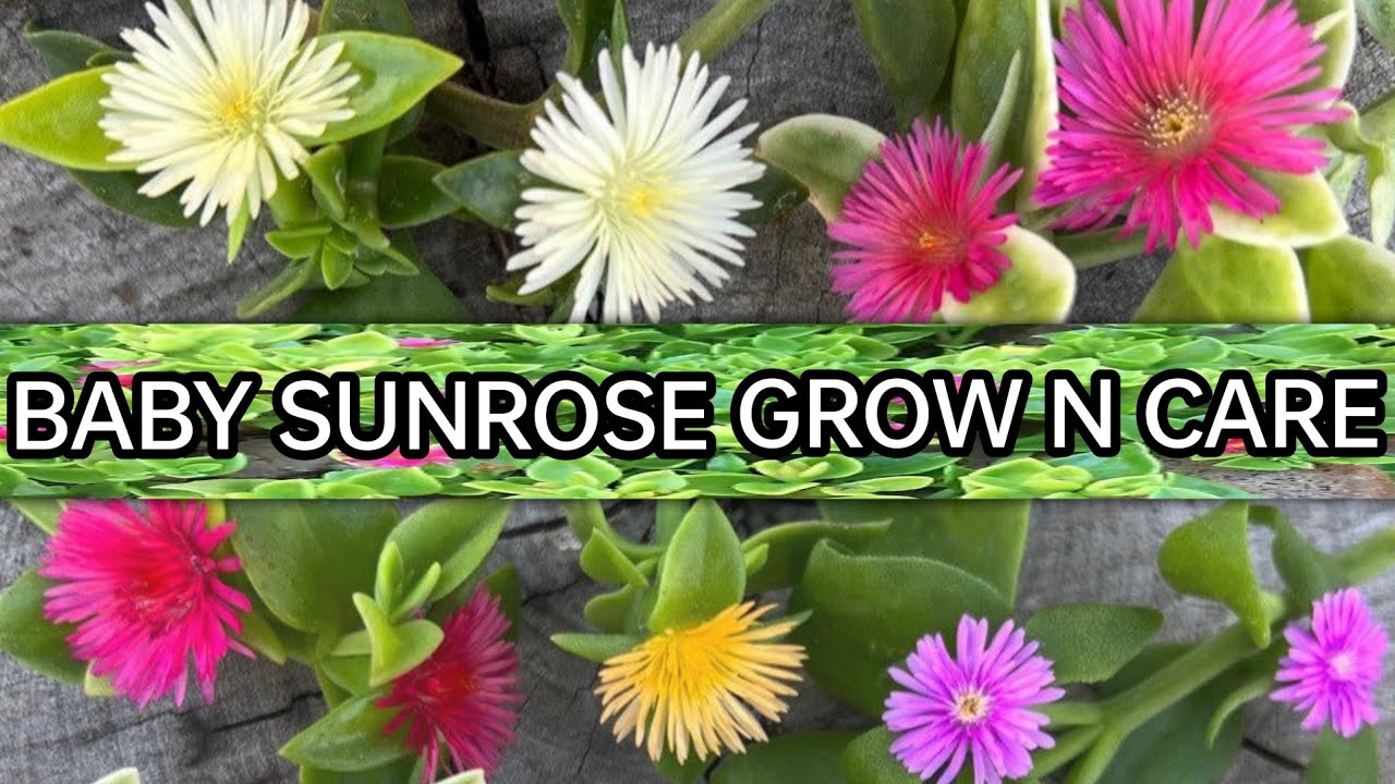 BABY SUNROSE PLANT GROW N CARE | Baby SUNROSE kaise grow kare cutting ...