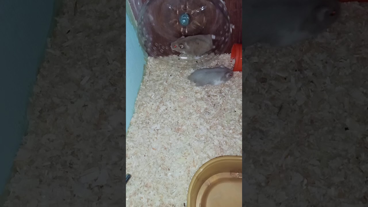 DIY HAMSTER WHEEL - YouTube
