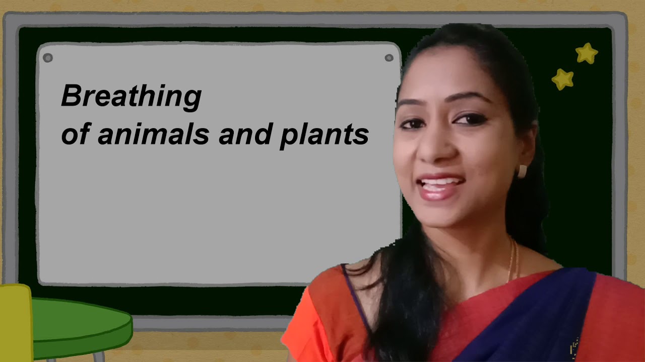 3rd-std-science-chapter-2-youtube