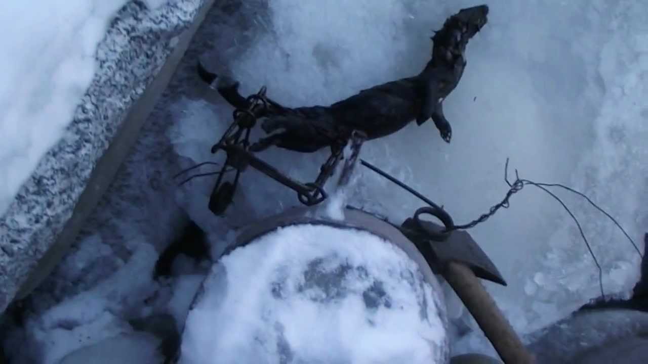 mink trapping # 2 - YouTube