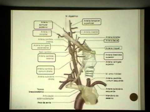 Regiao Cervical Anterior