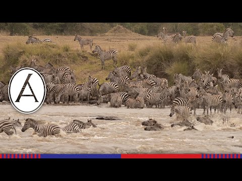 Zebra Crossing the Mara River