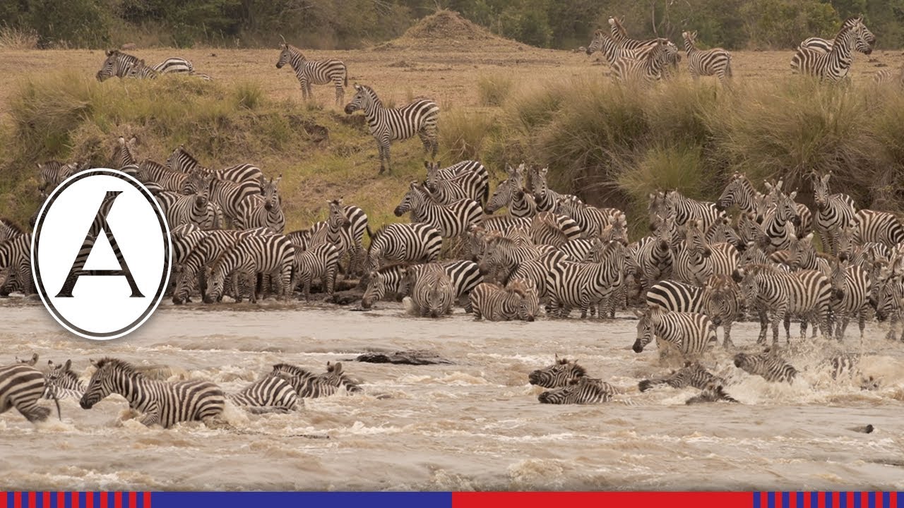 Zebra Crossing the Mara River - YouTube