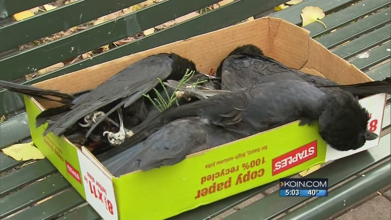 Portland’s dead crows a federal investigation - YouTube