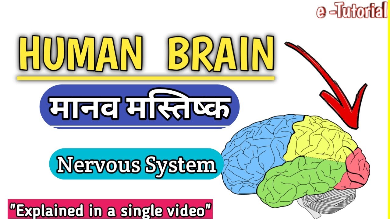 Human Brain (मानव मस्तिष्क) || Nervous System || Brain class 10 By: e ...