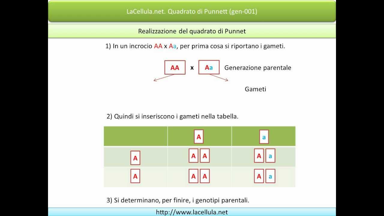 Quadrato Di Punnet Science For Passion: Tay Sachs: Albero Genealogico