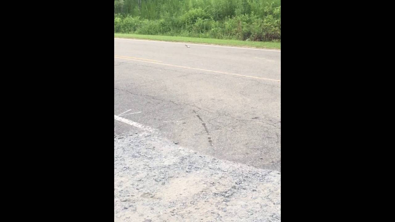 ROAD KILL bird gets hit by car - YouTube