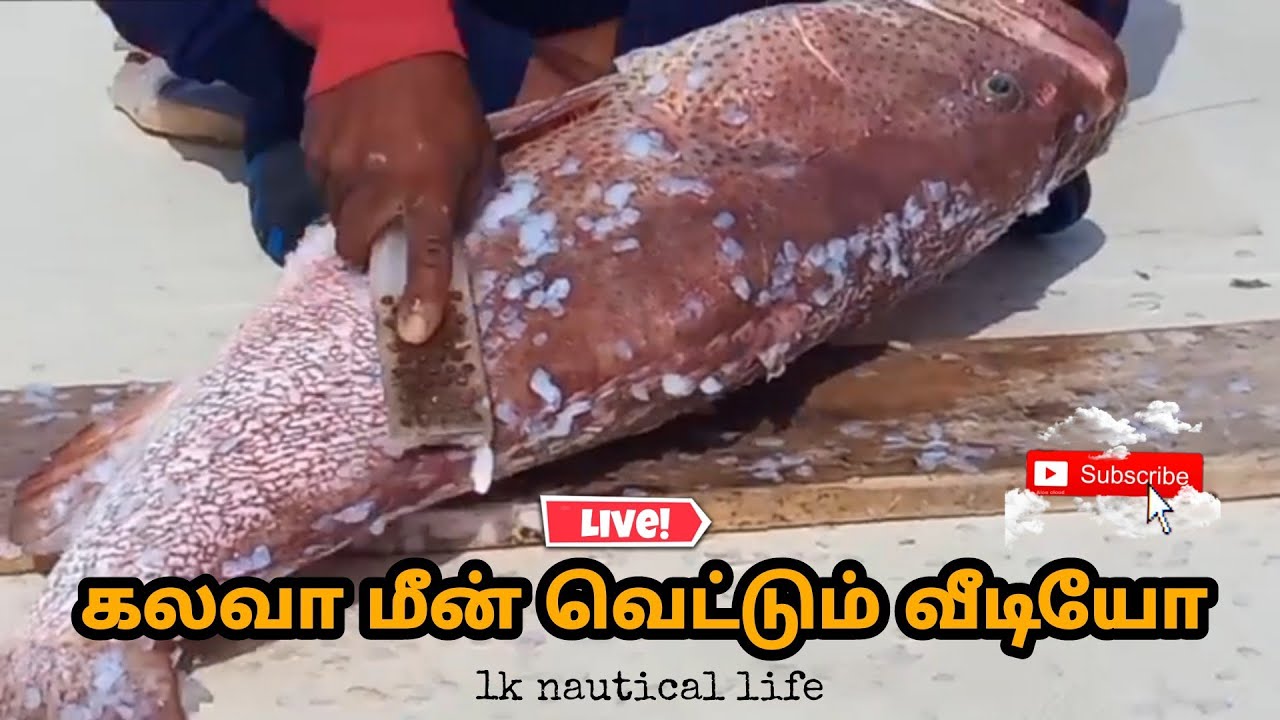 Big Grouper || Kalava Fish Cutting Video || கலவா மீன் வெட்டும் வீடியோ ...